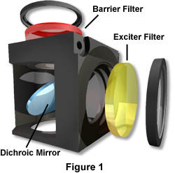 fluoroscene