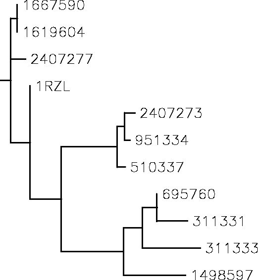 phylogenetic analysis