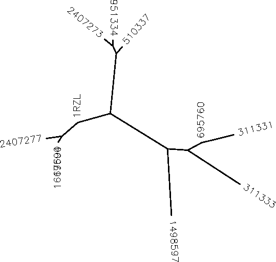 phylogenetic analysis