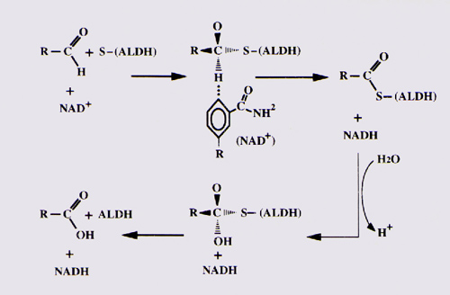 Catalytic Site of ALDH