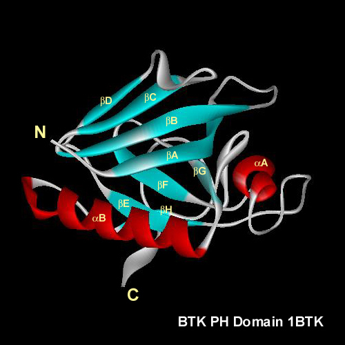 Ribbon Diagram of BTK PH Domain