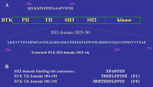 Sequence of TH and Sh3 Domains