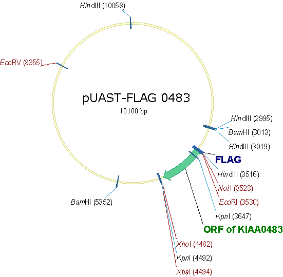 pUAST-FLAG_0483