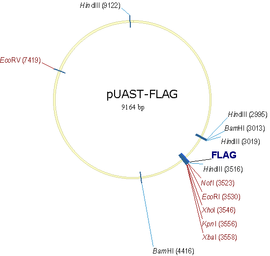 pUAST-FLAG