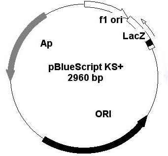 Untitled Document [life.nthu.edu.tw]
