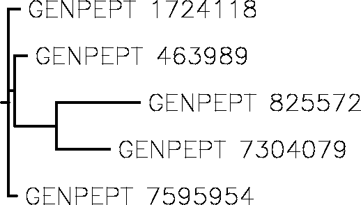 Biology WorkBench 3.2 - CLUSTALW